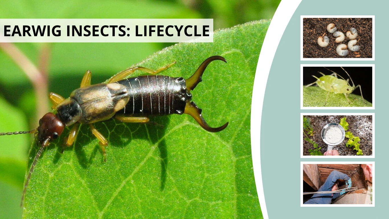 Earwig - All Insects