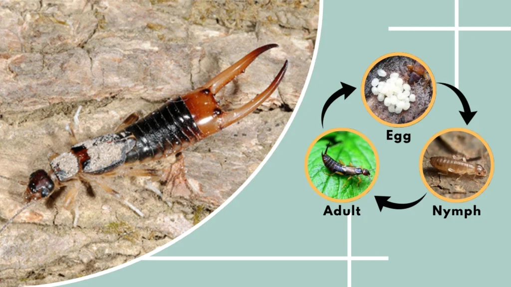 Earwig Insects Lifecycle Bites Control And Identification Earwig Insects Lifecycle Bites Control And Identification
