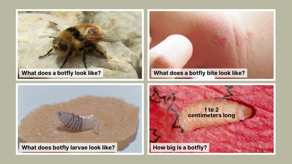 Botfly: 54 Common FAQs and Facts You need to Know