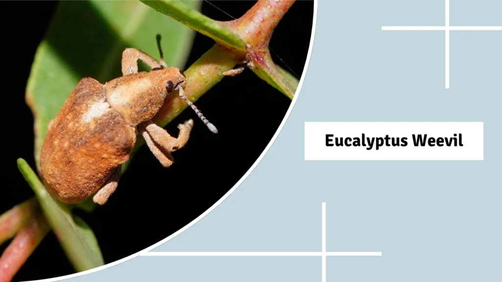 26 Common Types of Weevils: Identification with Pictures