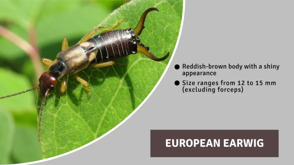 10 Types of Earwigs: Identification, Habitat, and Behavior