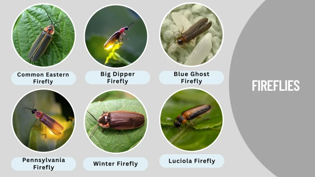 40 Common Types of Insects: Species Identification & Picture