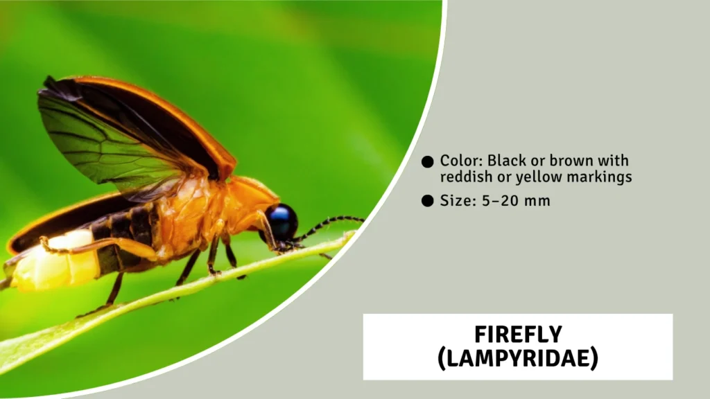 19 Types of Common Flying Insects: Identification with Pictures