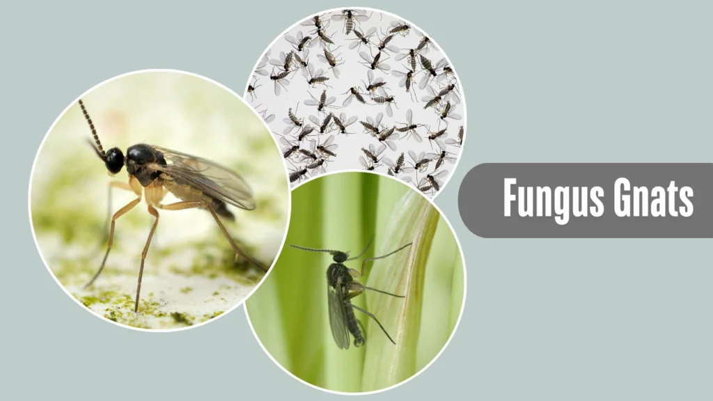 15 Tiny Black Insects Commonly Found in Houses ( Identification Guide)