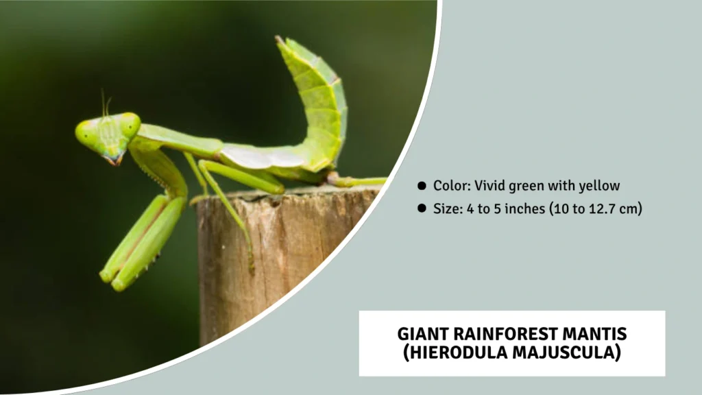 23 Common Types of Mantis: Identification with Pictures