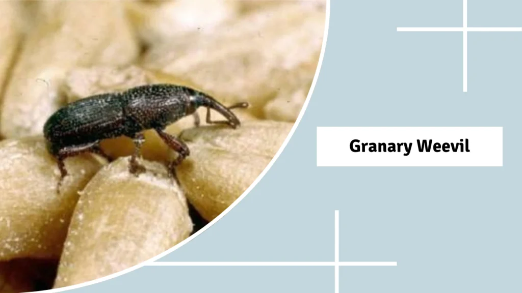 26 Common Types of Weevils: Identification with Pictures