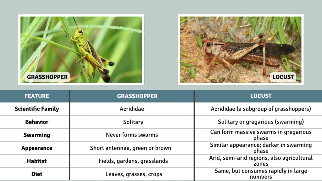 Difference Between Locust and Grasshopper: Identification
