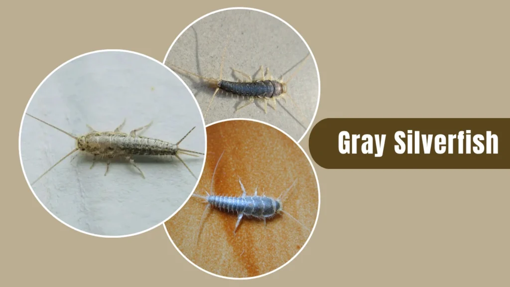 17 Types of Silverfish: Common and Regional Species