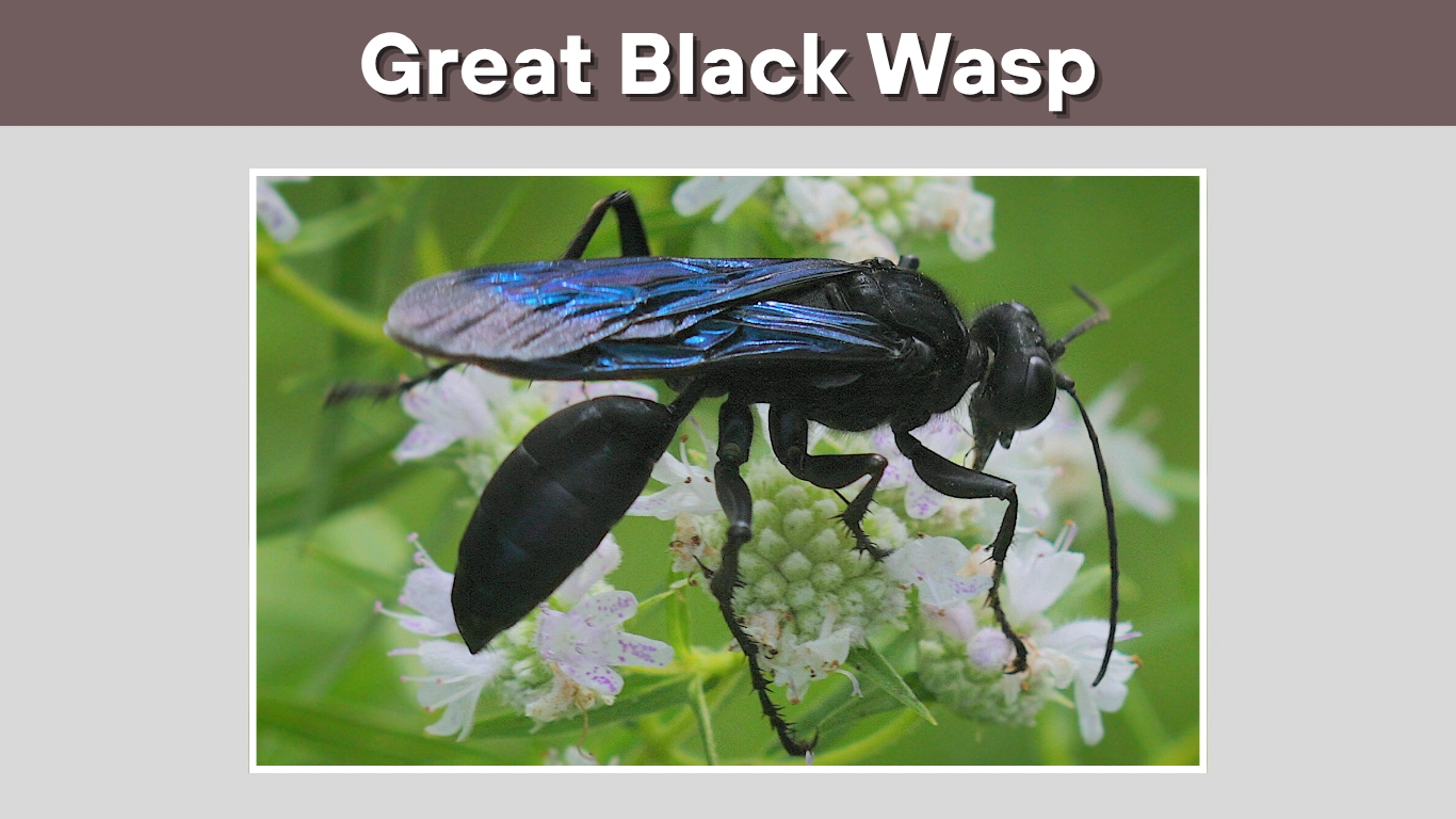 Great Black Wasp (Sphex pensylvanicus): Size, Sting, Habitat & more