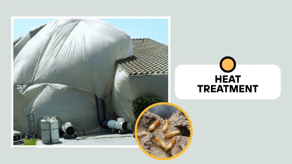 7 Best Ways to Treat Termites That Actually Work