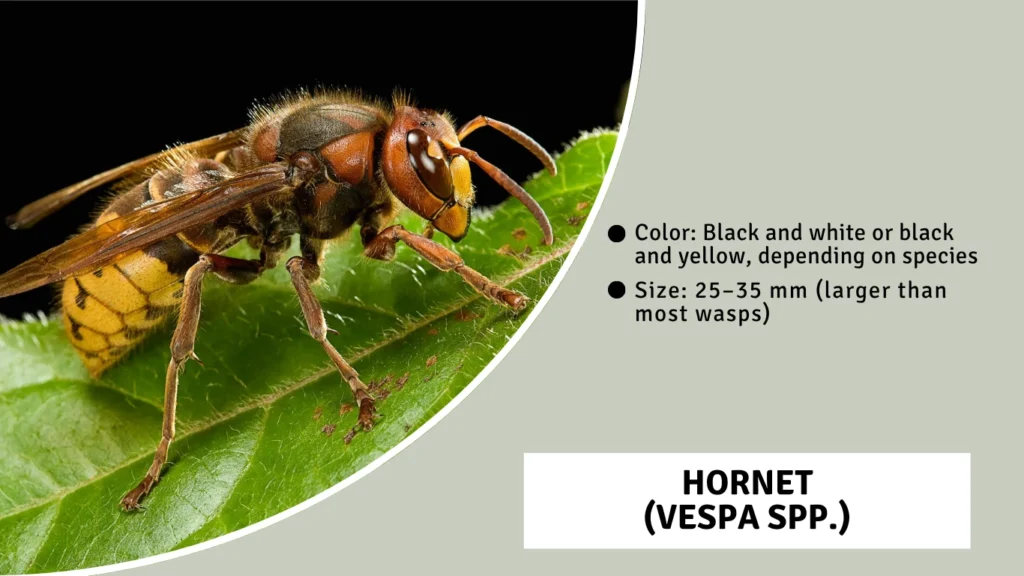 19 Types of Common Flying Insects: Identification with Pictures