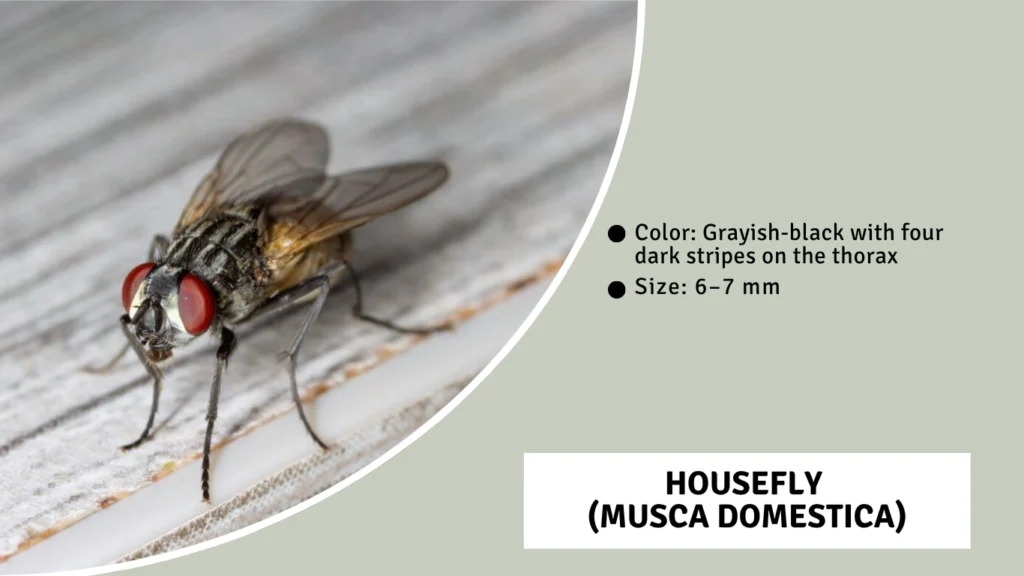 19 Types of Common Flying Insects: Identification with Pictures