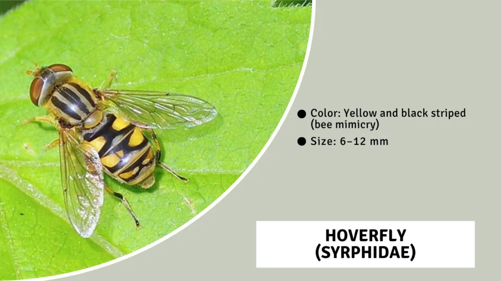 19 Types of Common Flying Insects: Identification with Pictures