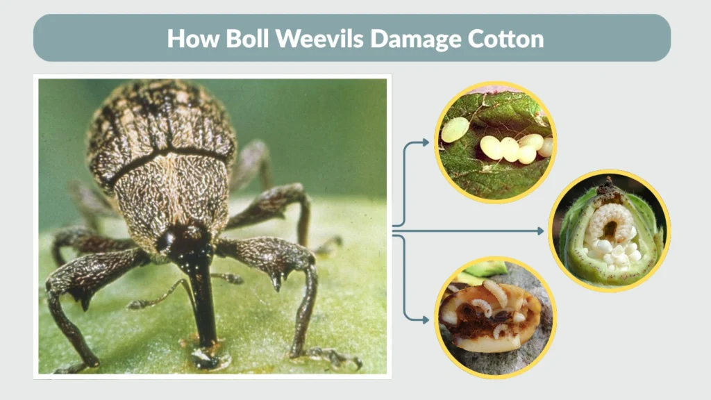 Boll Weevil: Origin, Life Cycle, Damage, Control & Facts