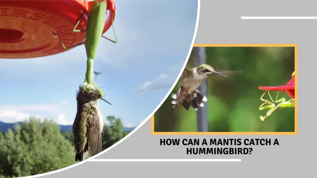 Do Praying Mantises Really Eat Hummingbirds? What Science