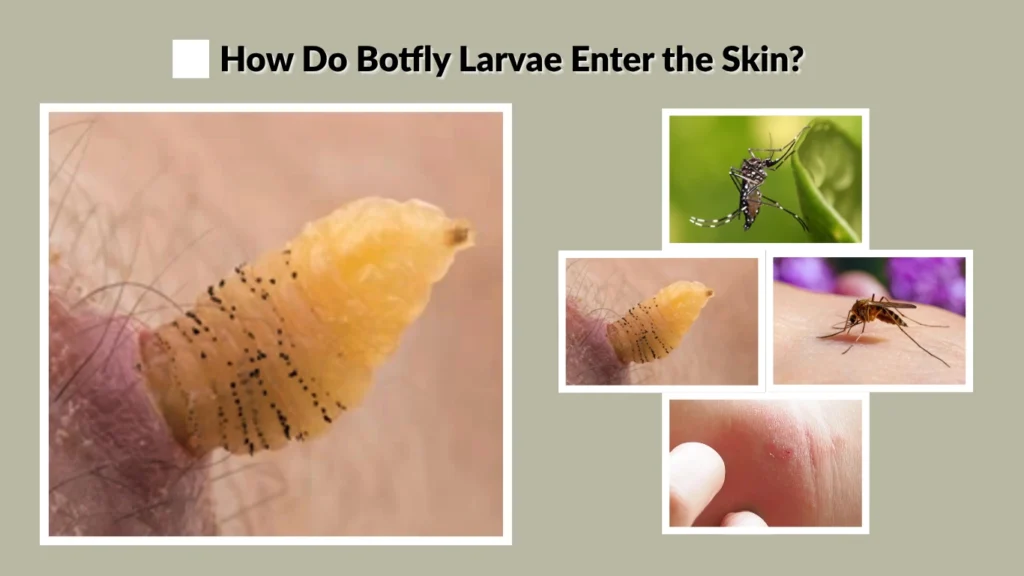 Botfly Larvae: Life Cycle, Symptoms, and Removal Guide