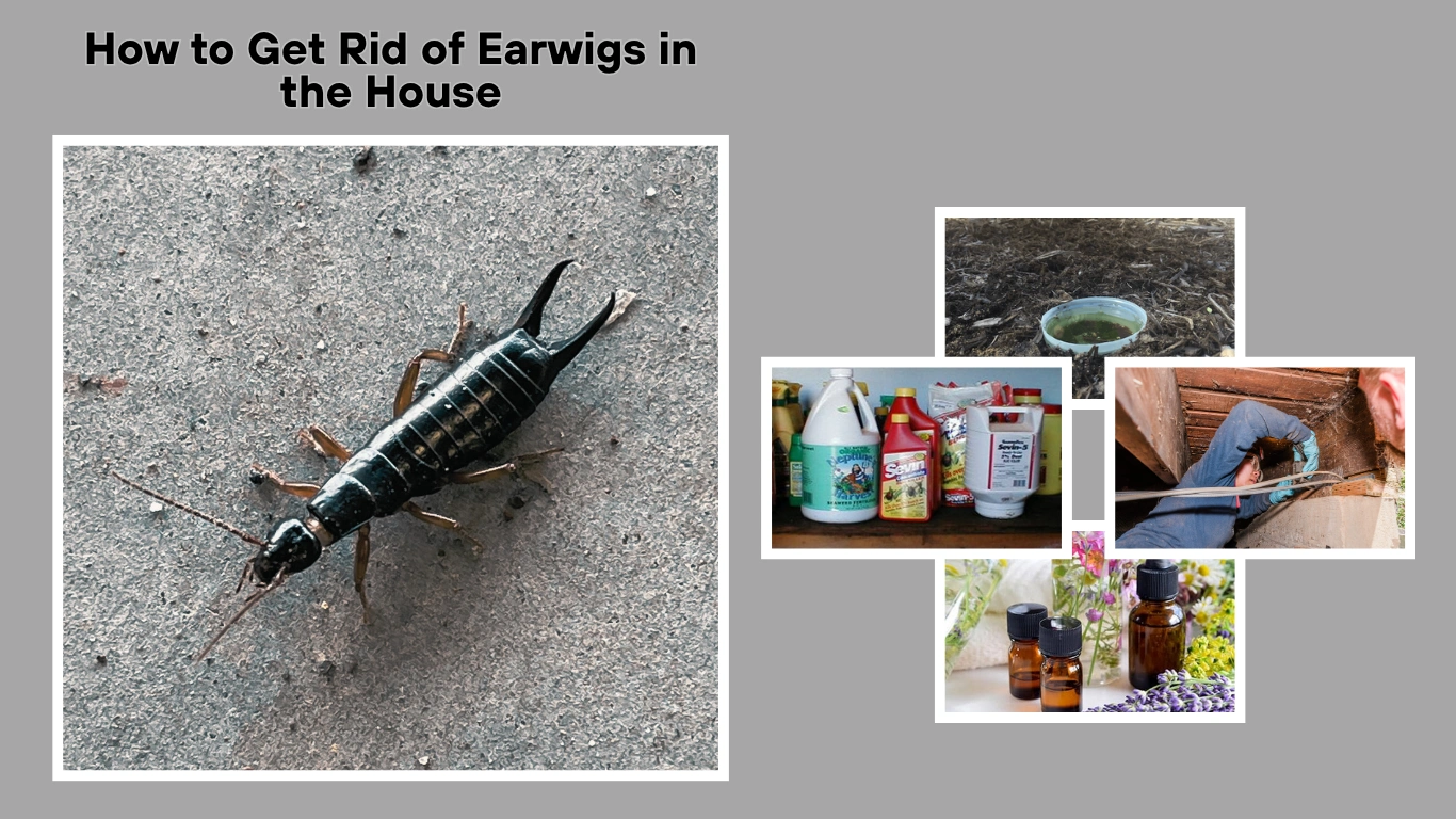 How to Get Rid of Earwigs in the House: Causes, Fast Removal