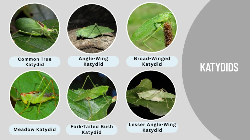 40 Common Types of Insects: Species Identification & Picture