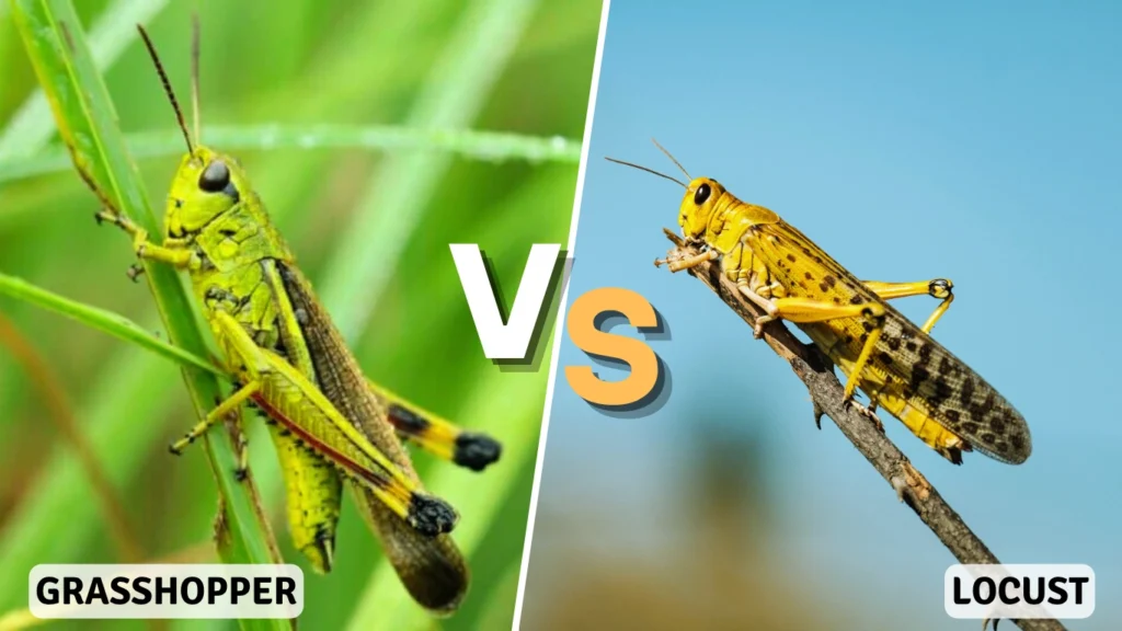 Difference Between Locust and Grasshopper: Identification