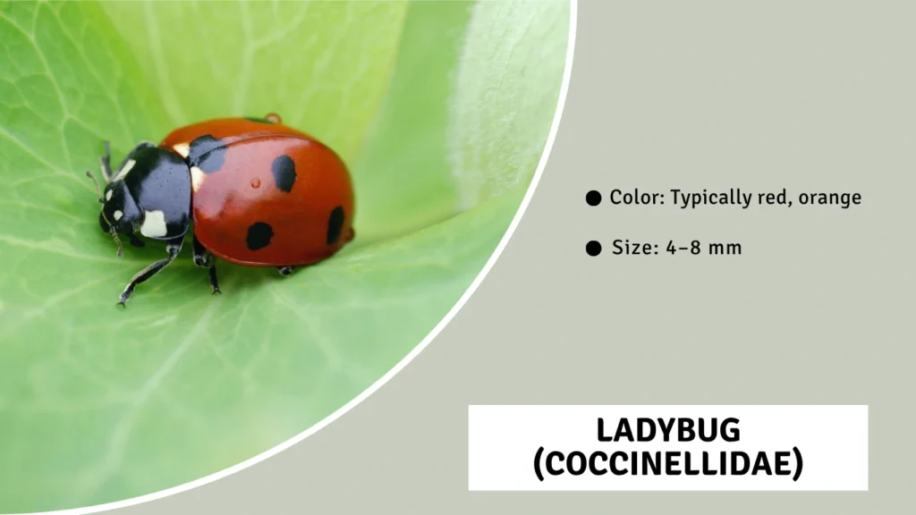21 Types of Beneficial Insects: Identification with Pictures