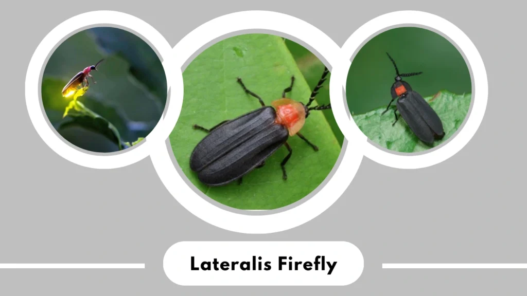 23 Common Types of Fireflies ( Identification With Images)