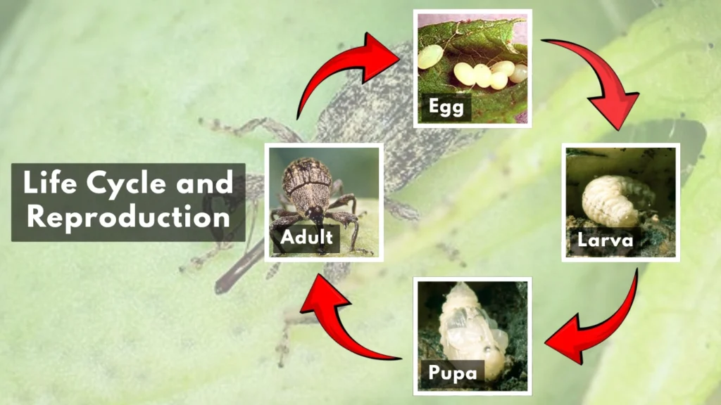 Boll Weevil: Origin, Life Cycle, Damage, Control & Facts