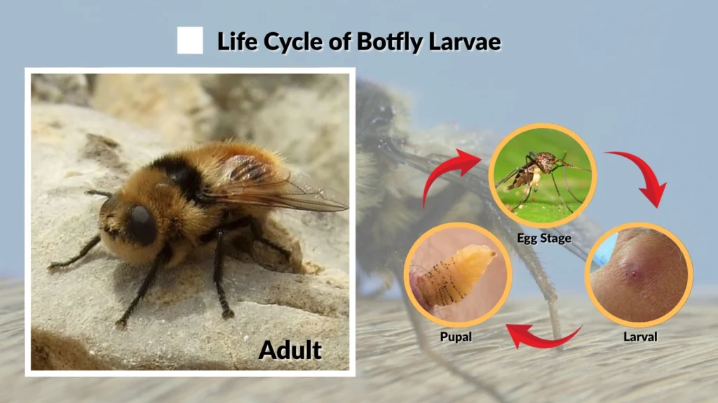 Botfly Larvae: Life Cycle, Symptoms, and Removal Guide