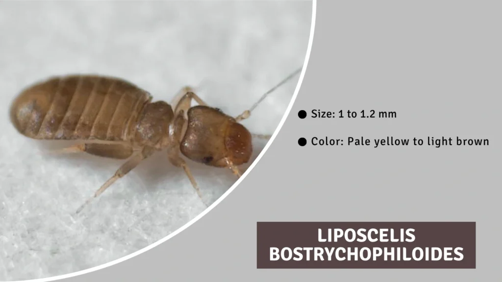 11 Common Types of Booklice (with Identification Guide)