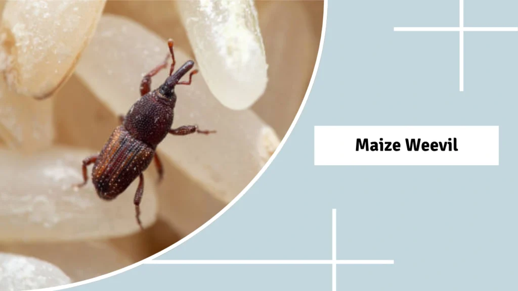 26 Common Types of Weevils: Identification with Pictures