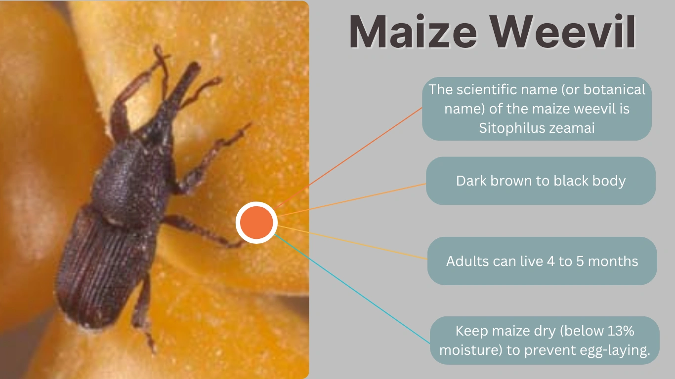 26 Common Types of Weevils: Identification with Pictures