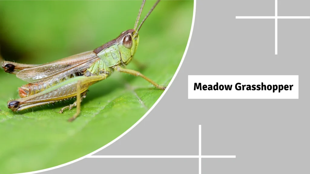 32 Common Types of Grasshoppers: Identification With Pictures