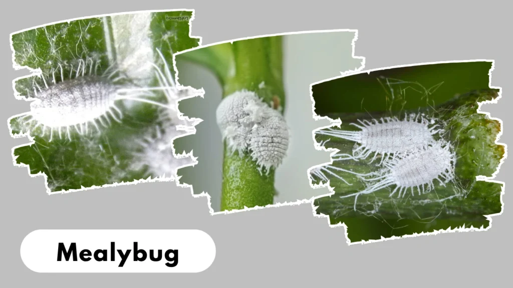 22 Types of Tiny White Insects (With Identification Guide)