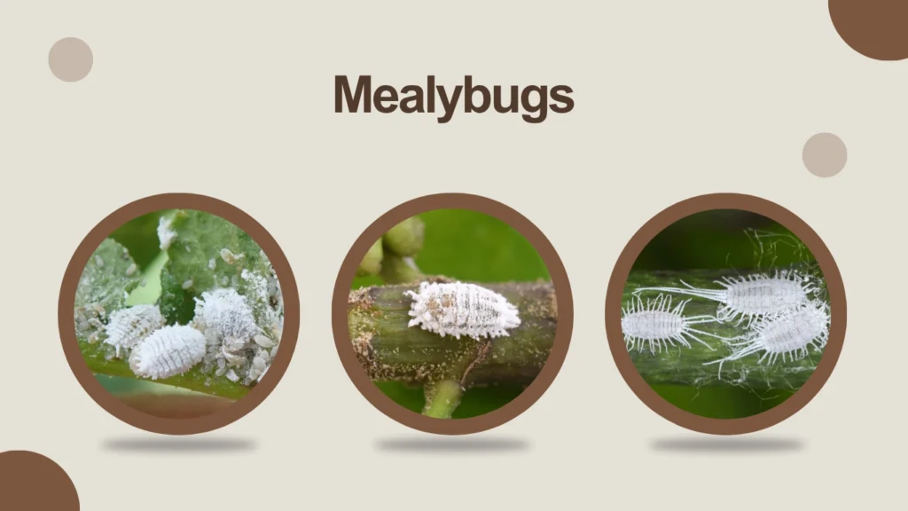 21 Small White Bugs in the House: Identification With Pictures