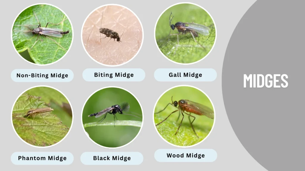 40 Common Types of Insects: Species Identification & Picture