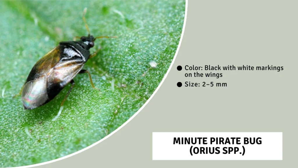 21 Types of Beneficial Insects: Identification with Pictures