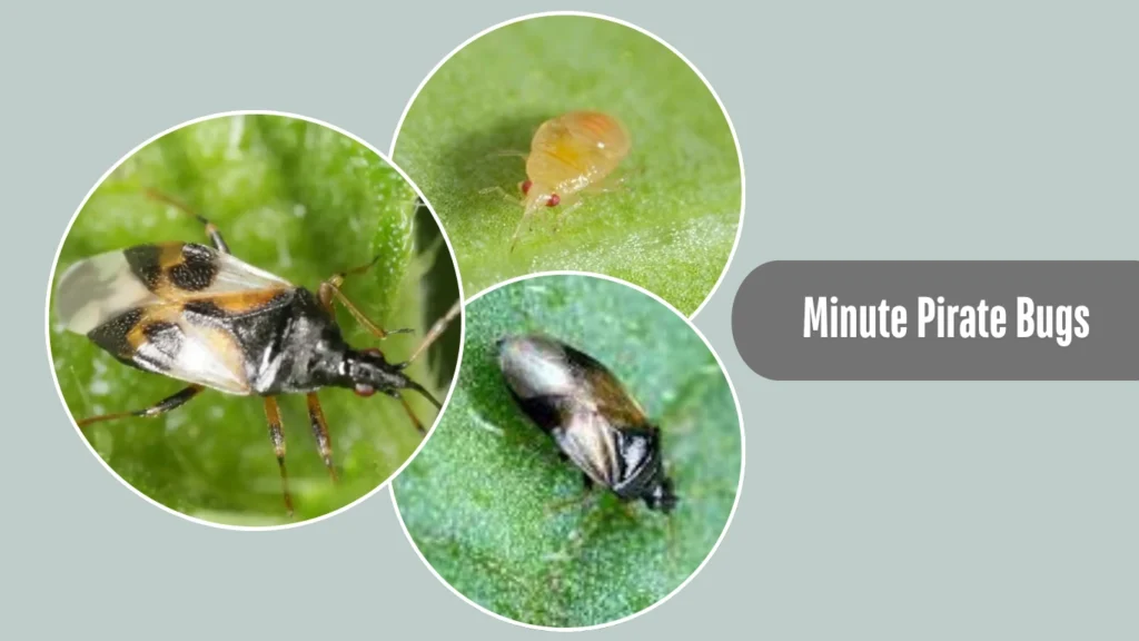 15 Tiny Black Insects Commonly Found in Houses ( Identification Guide)