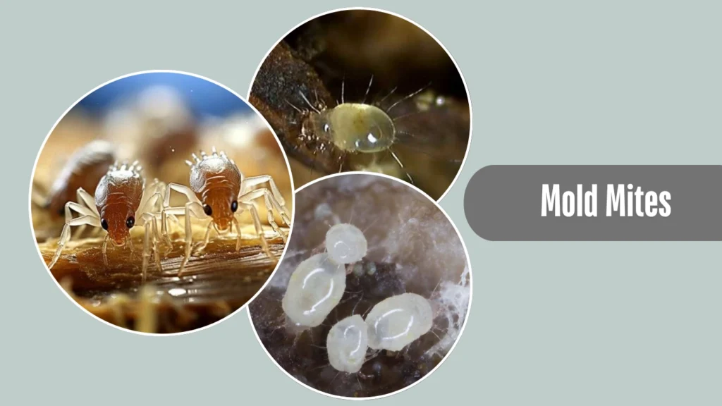 15 Tiny Black Insects Commonly Found in Houses ( Identification Guide)