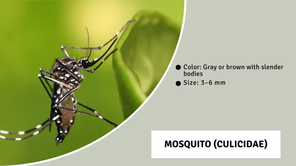 19 Types of Common Flying Insects: Identification with Pictures