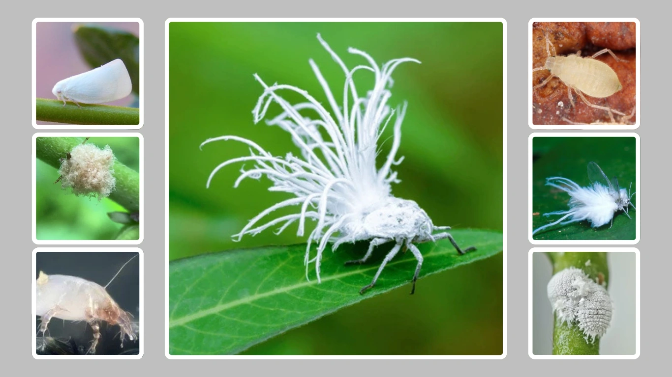 22 Types of Tiny White Insects (With Identification Guide)