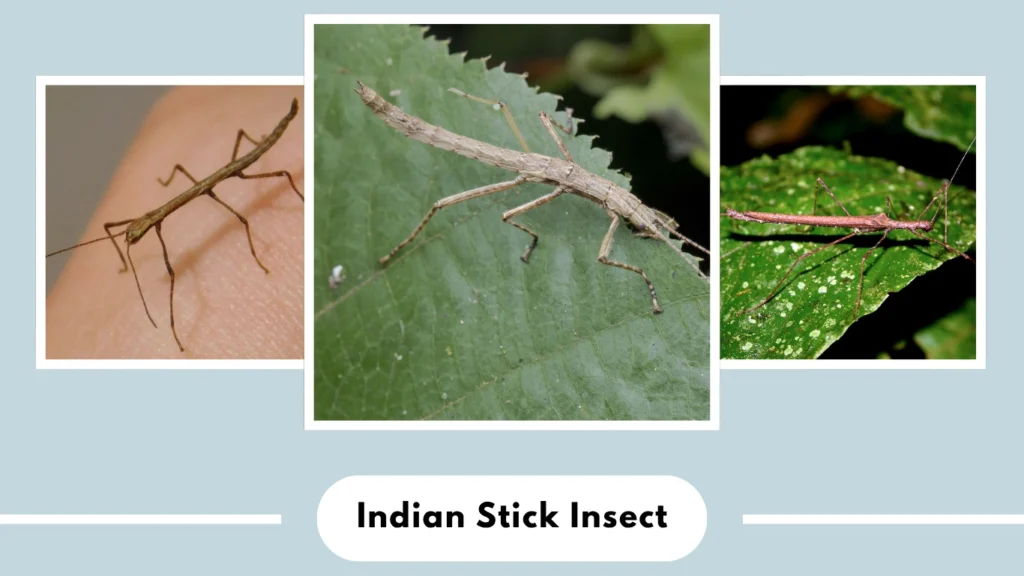 17 Types of Stick Insects: Identification With Names & Pictures