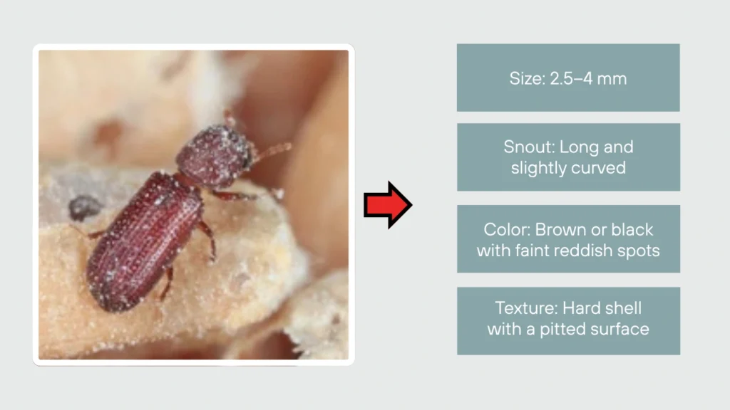 Rice Weevil: Life Cycle, Damage, and How to Get Rid of Them