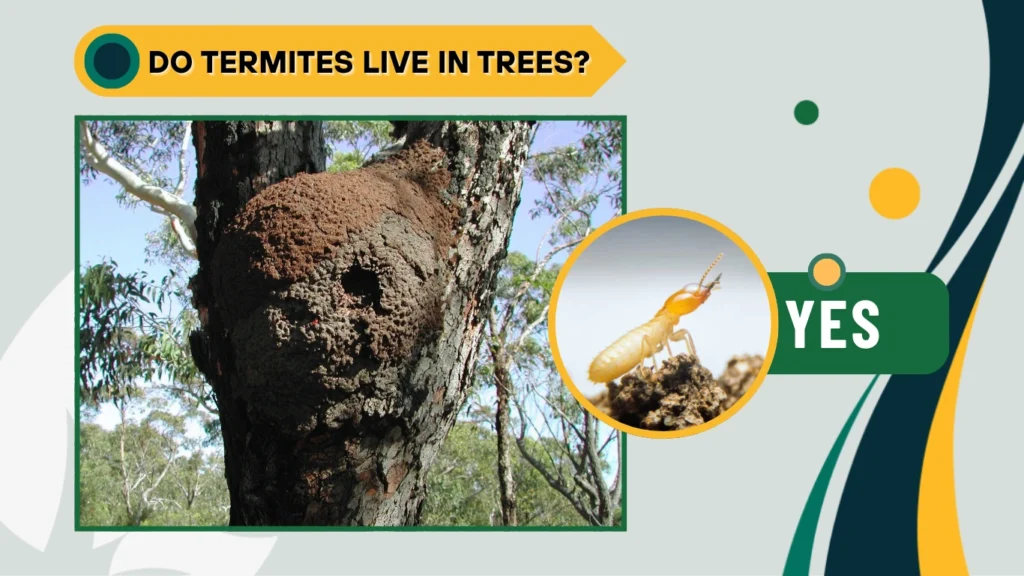Where Do Termites Live: 35 FAQs and Facts About Their Habitat