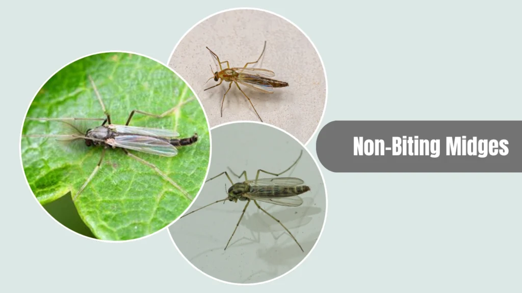 15 Common Types of Midges: Biting, Non-Biting, and More
