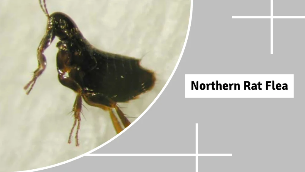 13 Common Types of Fleas: Identification and Hosts