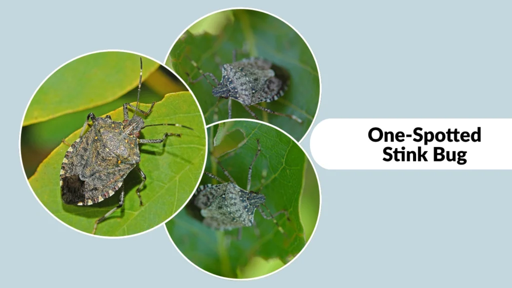 25 Common Types of Stink Bugs: Identification With Pictures