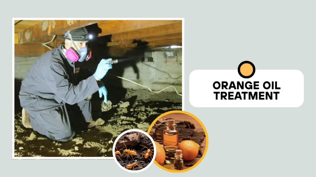 7 Best Ways to Treat Termites That Actually Work