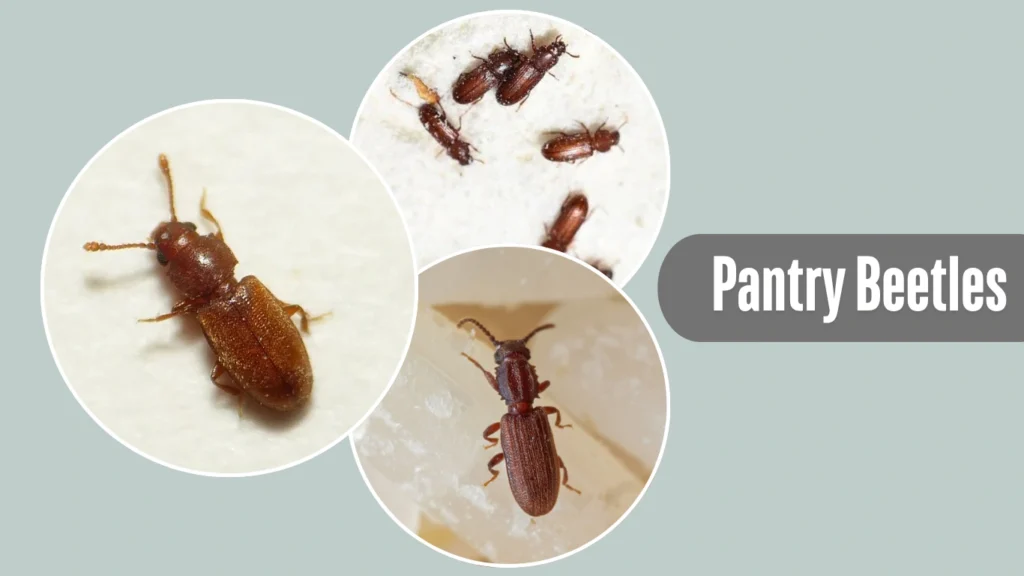 15 Tiny Black Insects Commonly Found in Houses ( Identification Guide)