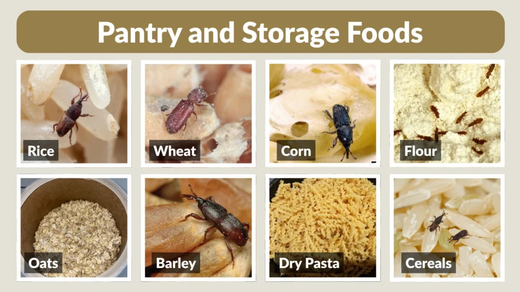 What Do Weevil Beetles Eat? 20 Common Foods in Their Diet