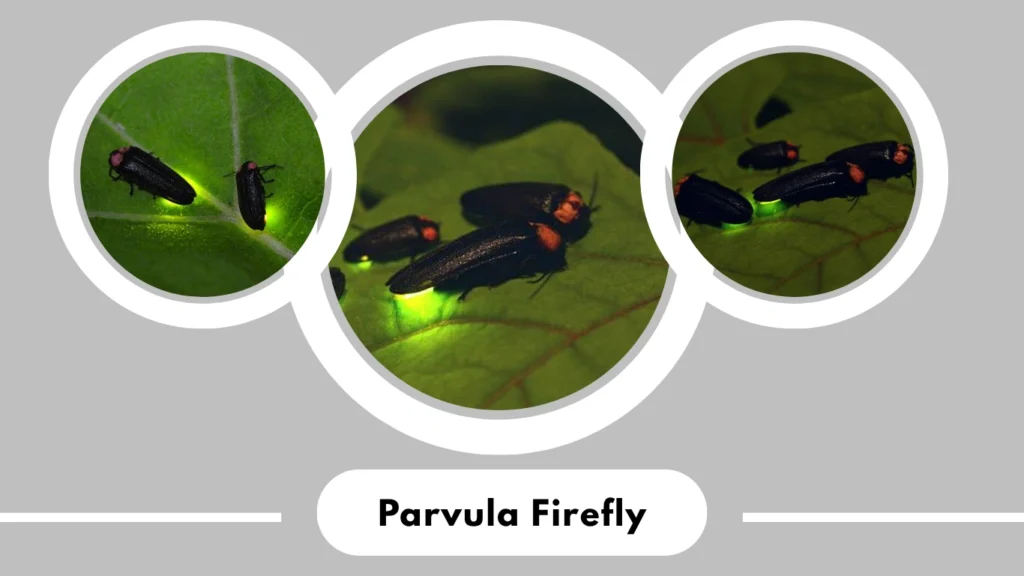 23 Common Types of Fireflies ( Identification With Images)