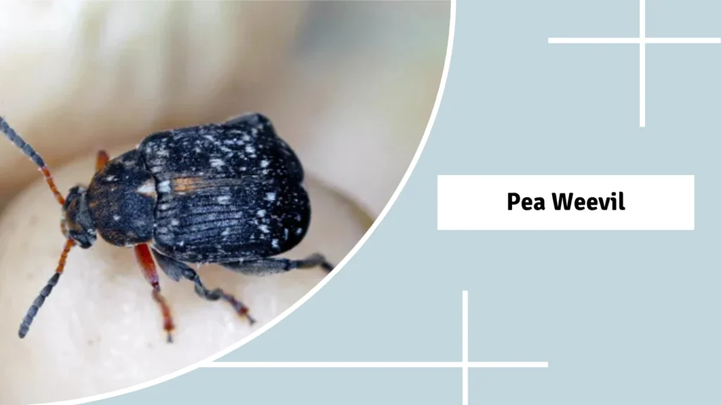 26 Common Types of Weevils: Identification with Pictures